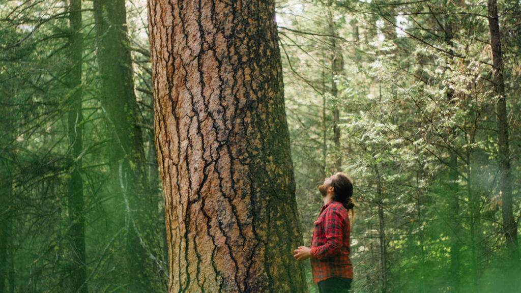 Old-growth forest tour making rounds in the Kootenays – Invermere ...